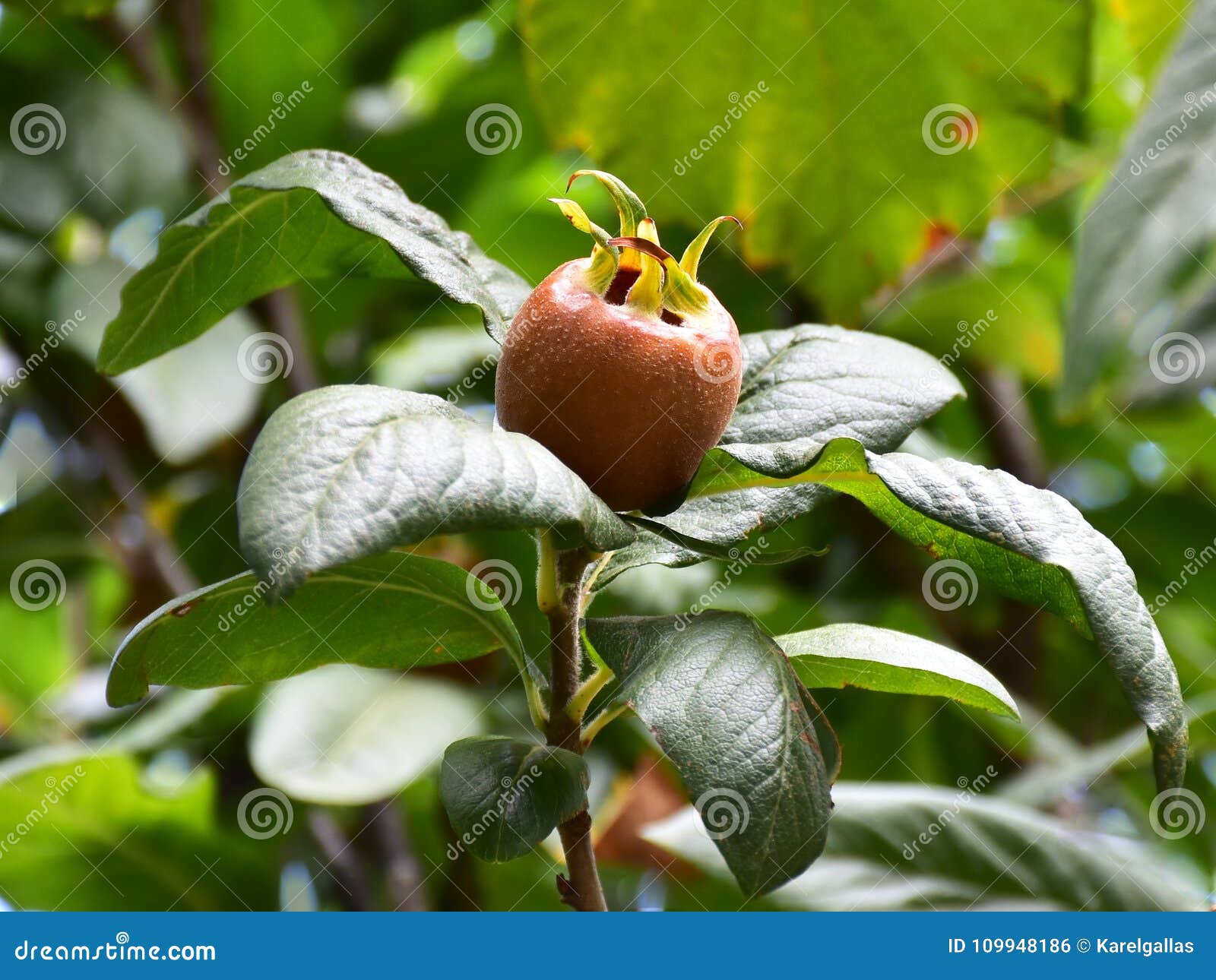Medlar fruit tree stock photo. Image of natural, green - 109948186