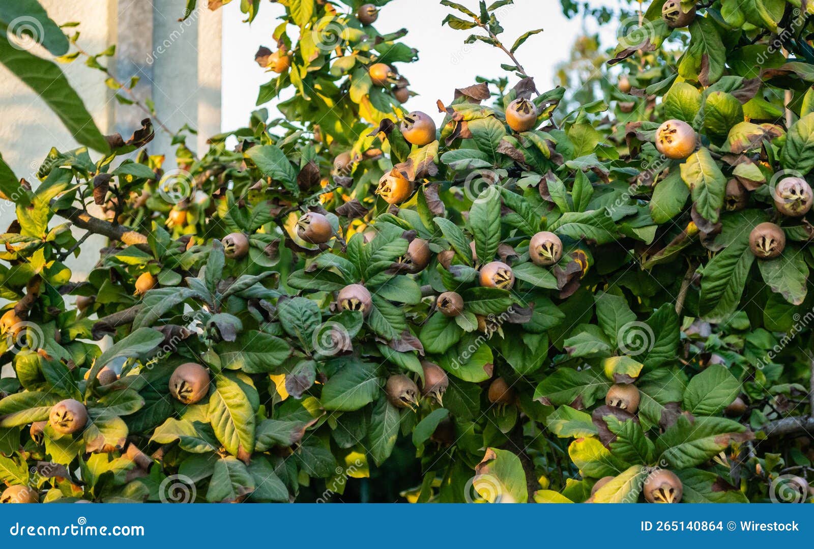 Medlar Fruits on Tree Branches Stock Photo - Image of delicious ...
