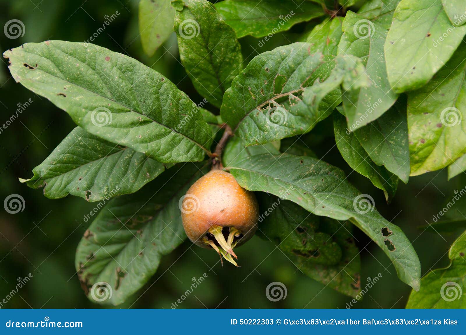 Medlar among Leaves on the Tree Stock Image - Image of diet, ripe: 50222303