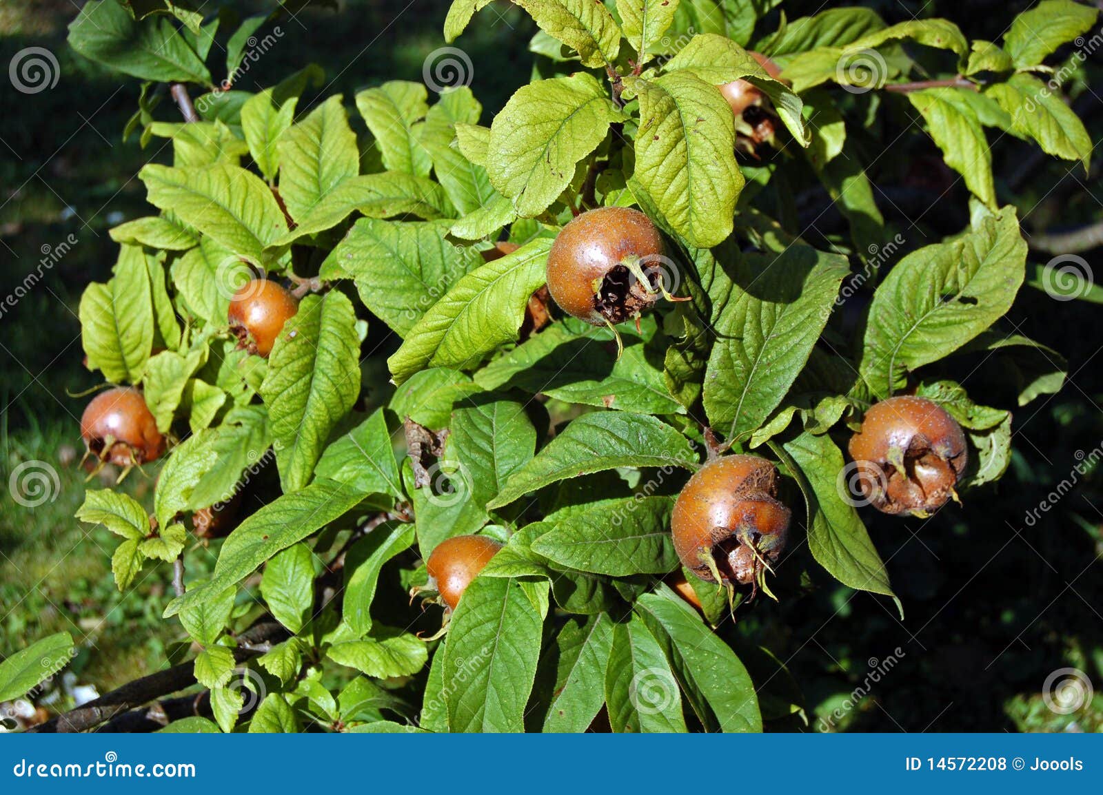 Medlar Stock Image | CartoonDealer.com #37795033