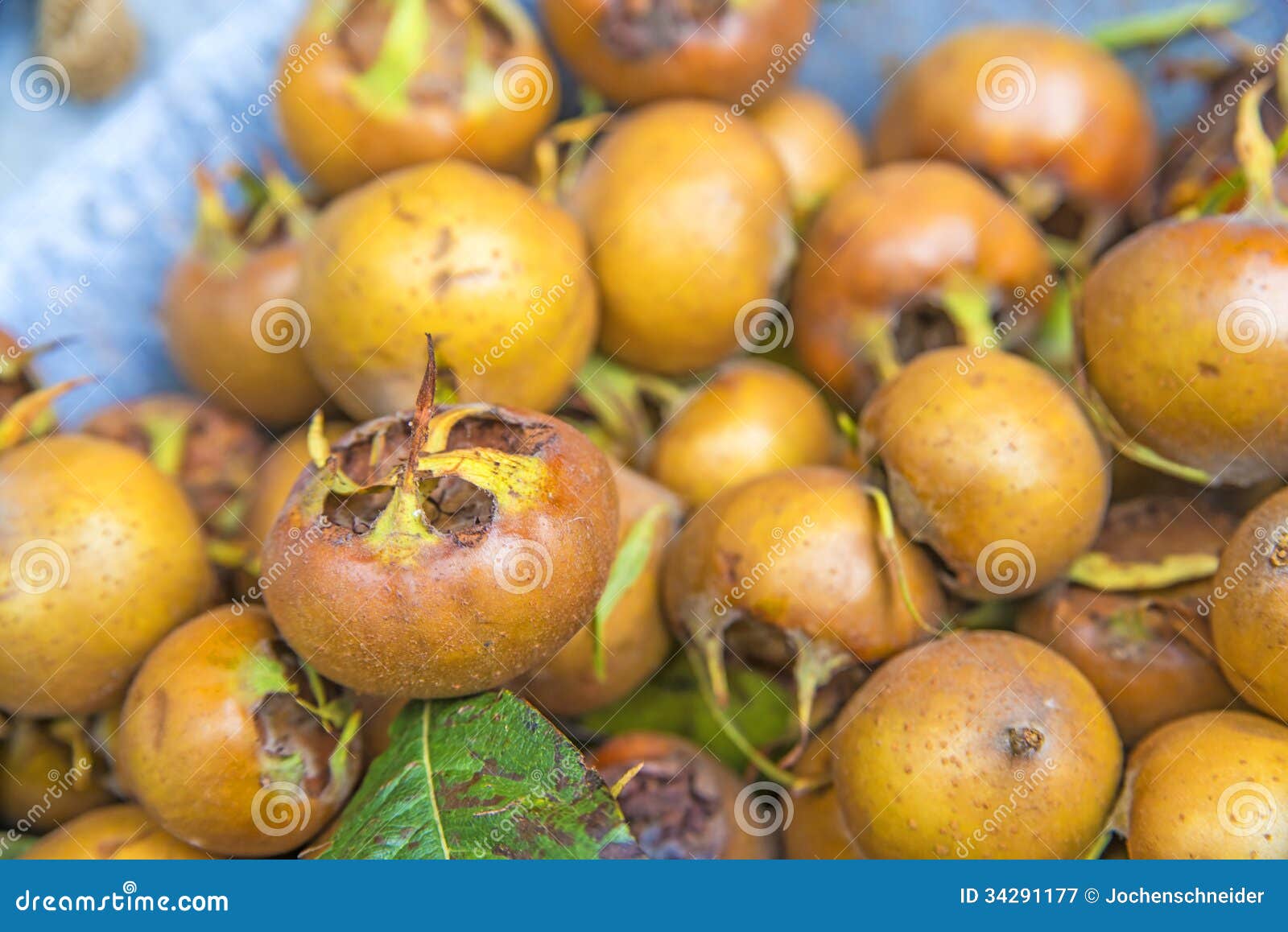 Medlar, old fruit stock image. Image of deli, plant, pomes - 34291177