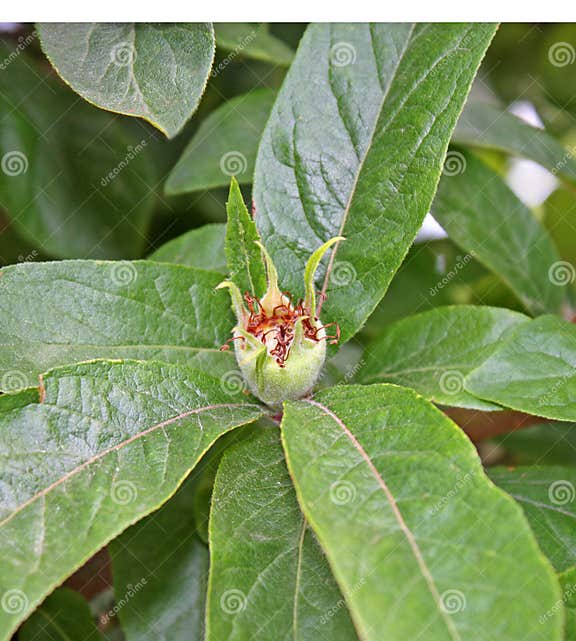 Medlar Tree. stock image. Image of medlar, apple, horticulture - 20532759