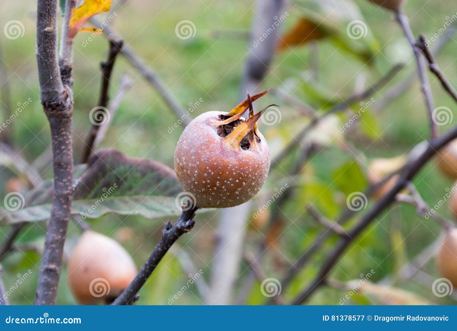 Medlar on the tree branch stock image. Image of tree - 81378577