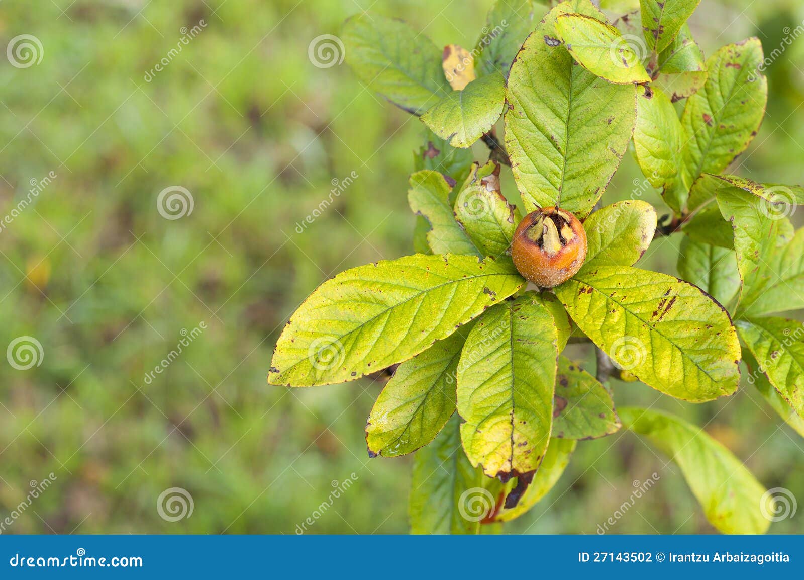 Medlar on Tree Branch and Green Leaves Stock Photo - Image of nutrition ...