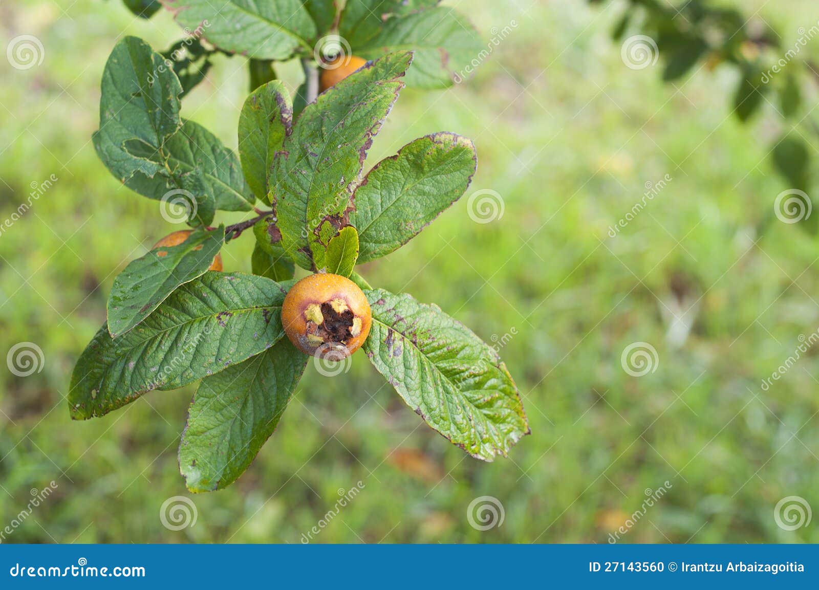 Medlar on Tree Branch and Green Leaves Stock Photo - Image of mespilus ...