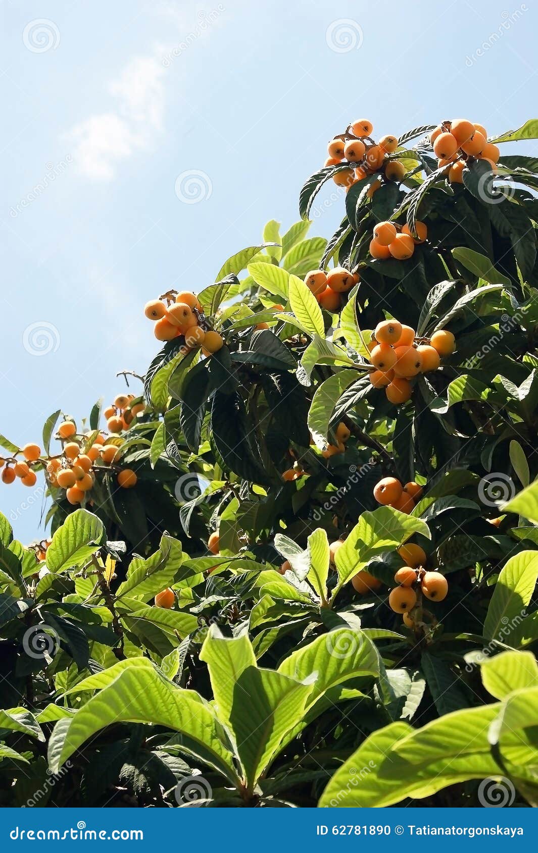 Medlar on the tree stock photo. Image of fruity, feed - 62781890