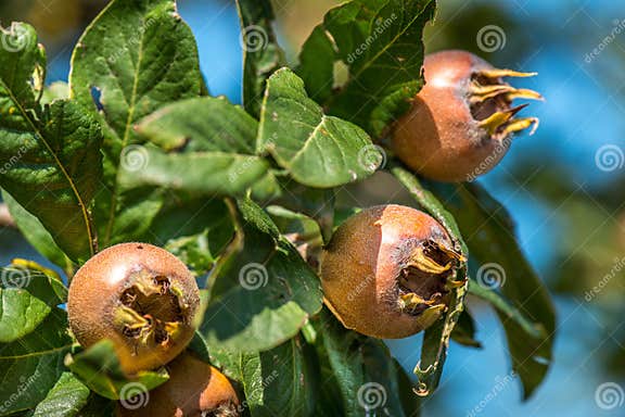 Medlars stock image. Image of healthcare, climate, mispel - 26700927