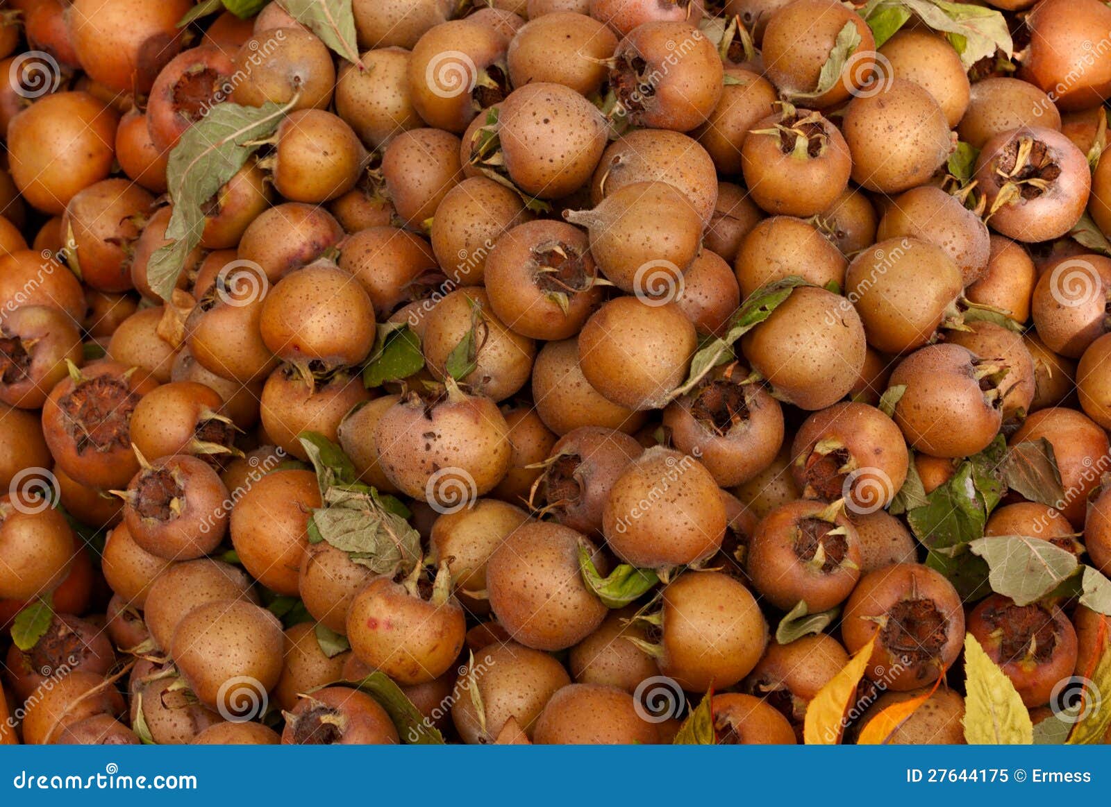 Medlars stock image. Image of farm, medlar, ripe, heap - 27644175