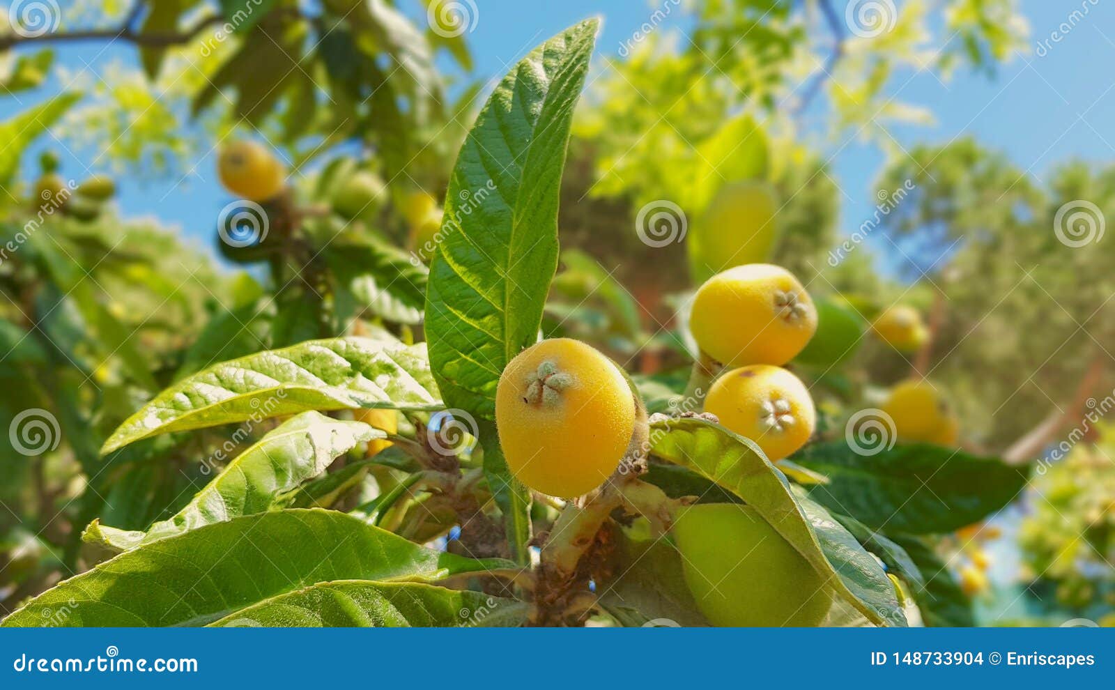 Medlars tree in spring stock photo. Image of flora, closeup - 148733904