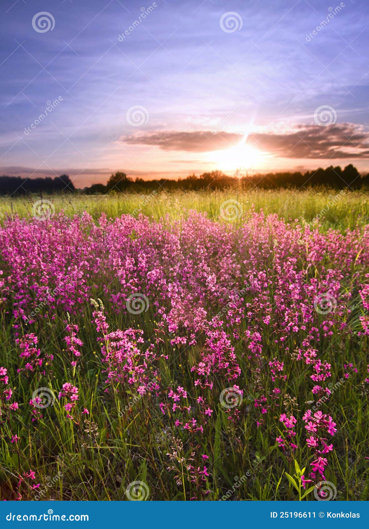 Medow landscape stock image. Image of leaf, beauty, green - 25196611