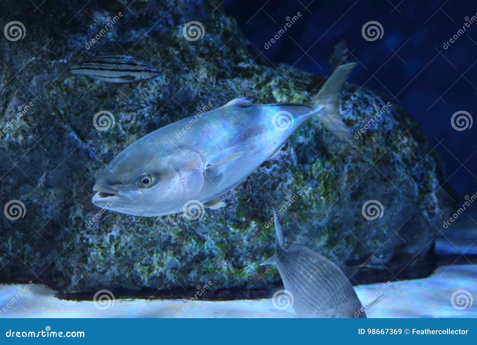 Medregal O Yellowtail Japoneses De Cinco-Ray Imagen de archivo - Imagen ...