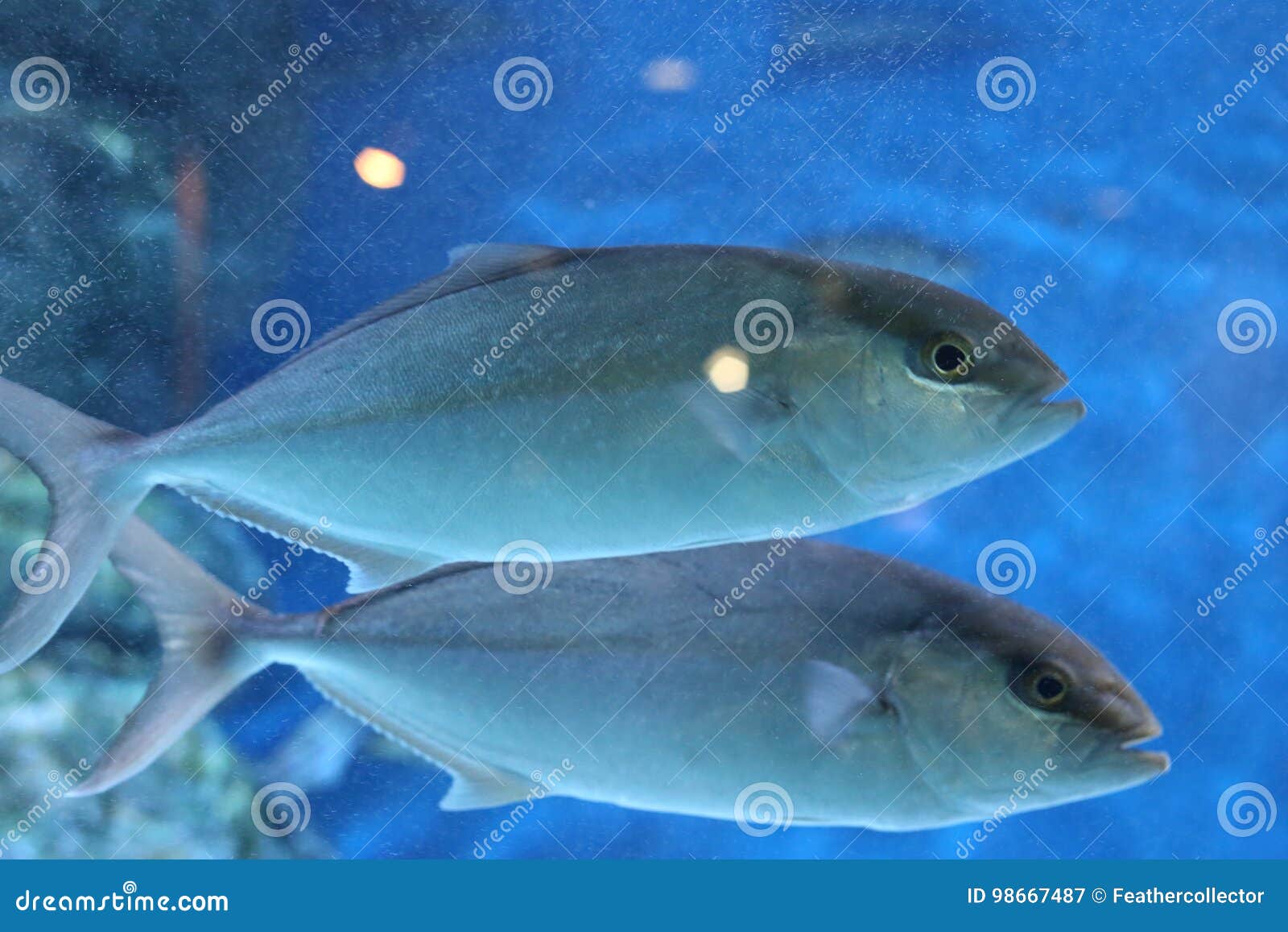Medregal O Yellowtail Japoneses De Cinco-Ray Imagen de archivo - Imagen ...