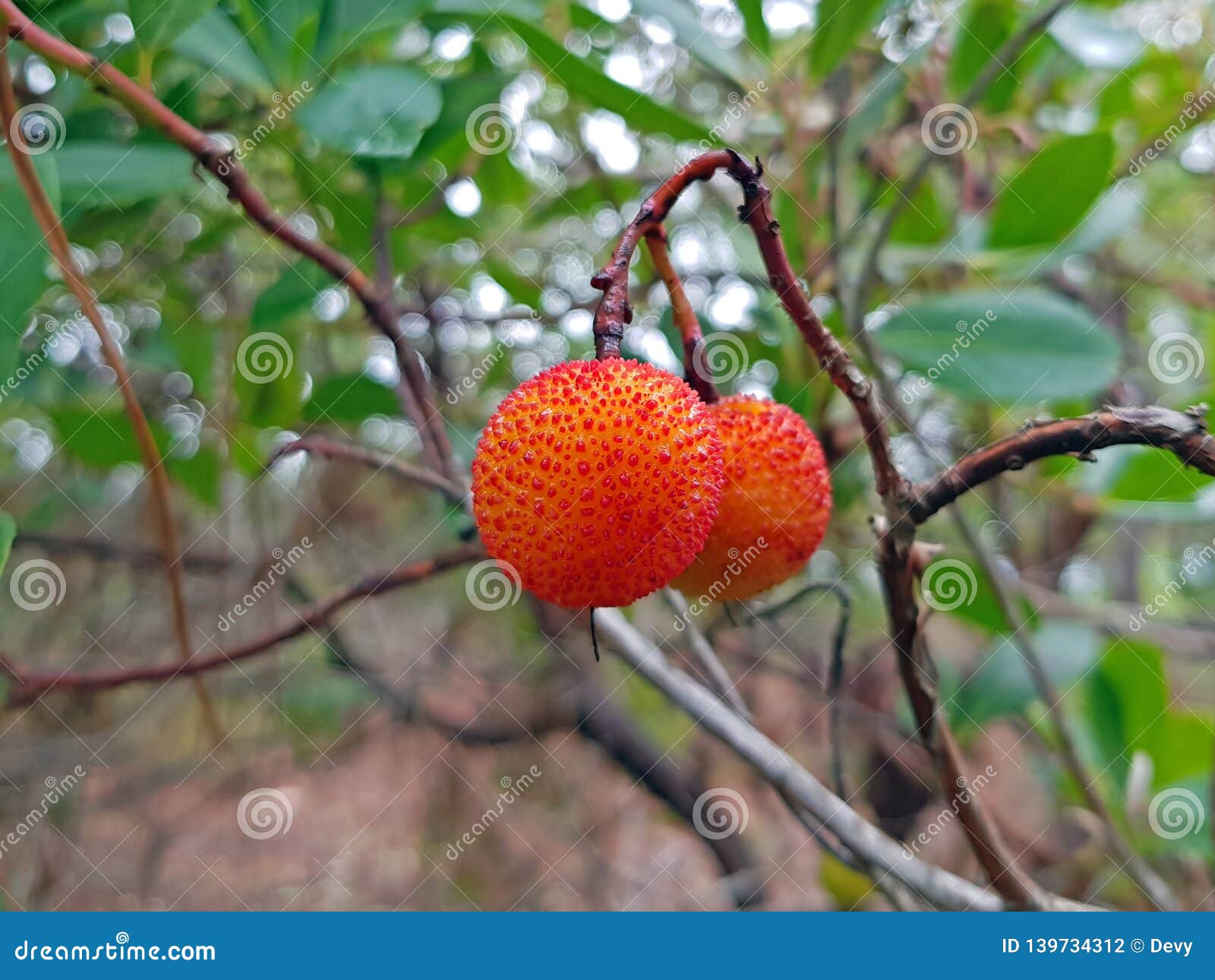 Medronho Fruits on a Tree Ready To Be Harvest Stock Photo - Image of ...