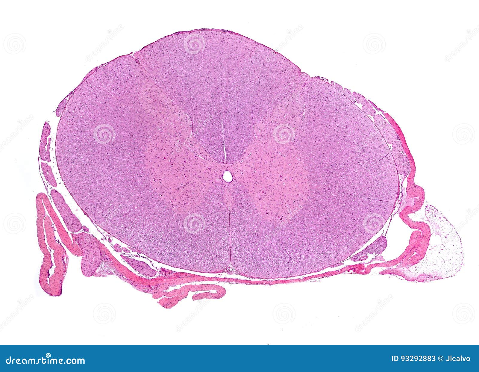 Medula espinal imagem de stock. Imagem de histologia - 93292883