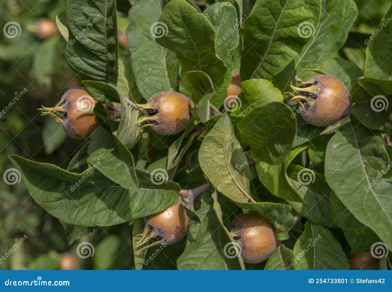 A Medula Ou a Medula Comum Mespilus Ou Crataegus Germanica Frutas E Folhas Imagem de Stock ...