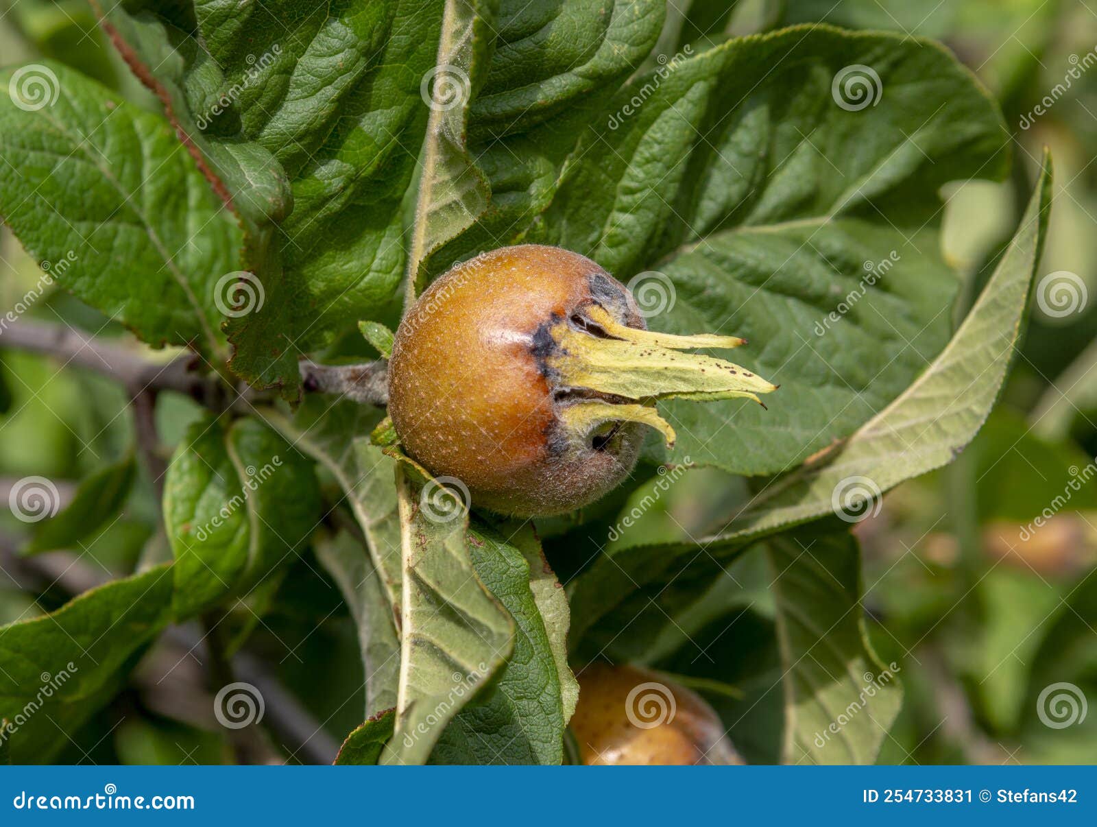 A Medula Ou a Medula Comum Mespilus Ou Crataegus Germanica Frutas E Folhas Imagem de Stock ...