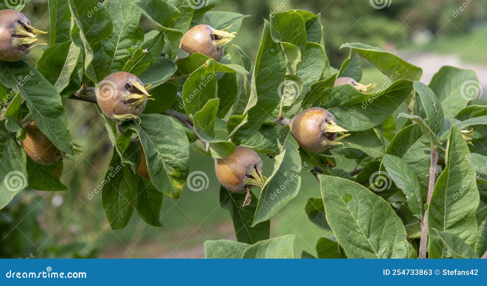 A Medula Ou a Medula Comum Mespilus Ou Crataegus Germanica Frutas E Folhas Imagem de Stock ...