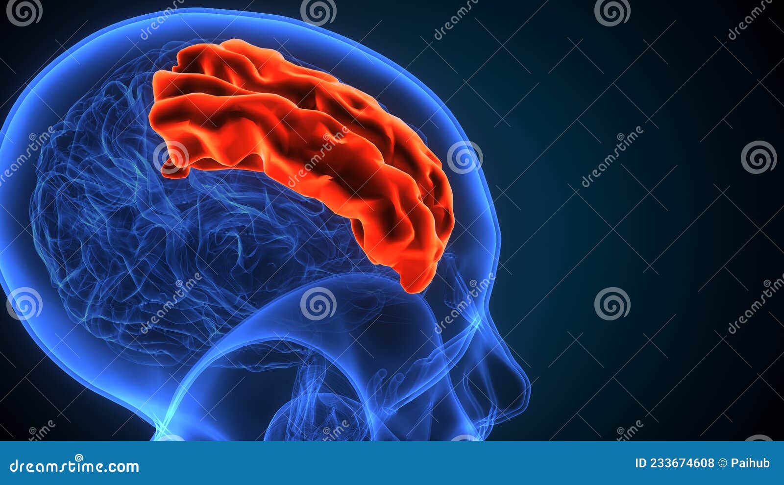 Human Brain Medulla Oblongata Anatomy.3d Illustration Stock ...