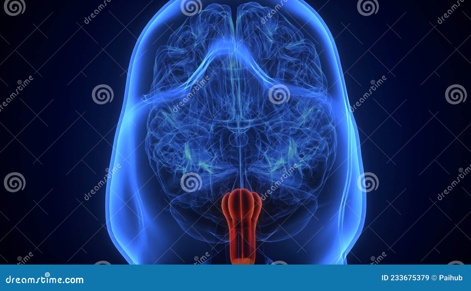 Human Brain Medulla Oblongata Anatomy.3d Illustration Stock ...
