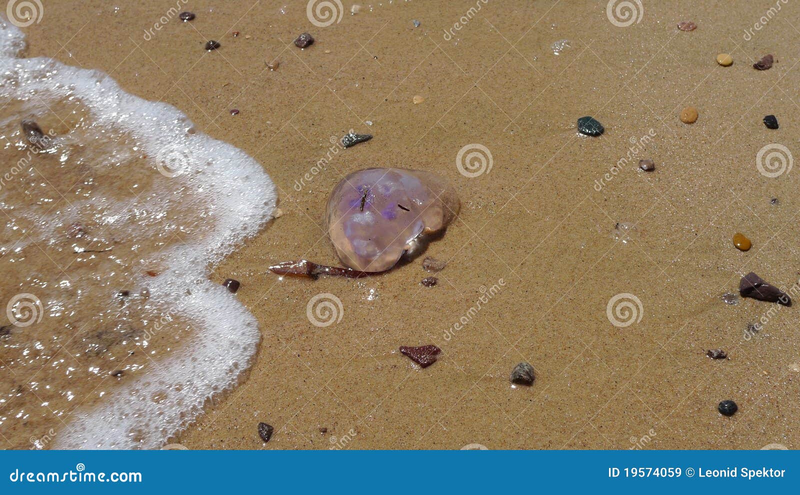 Medusa. stock image. Image of beach, sand, seaside, suckers - 19574059