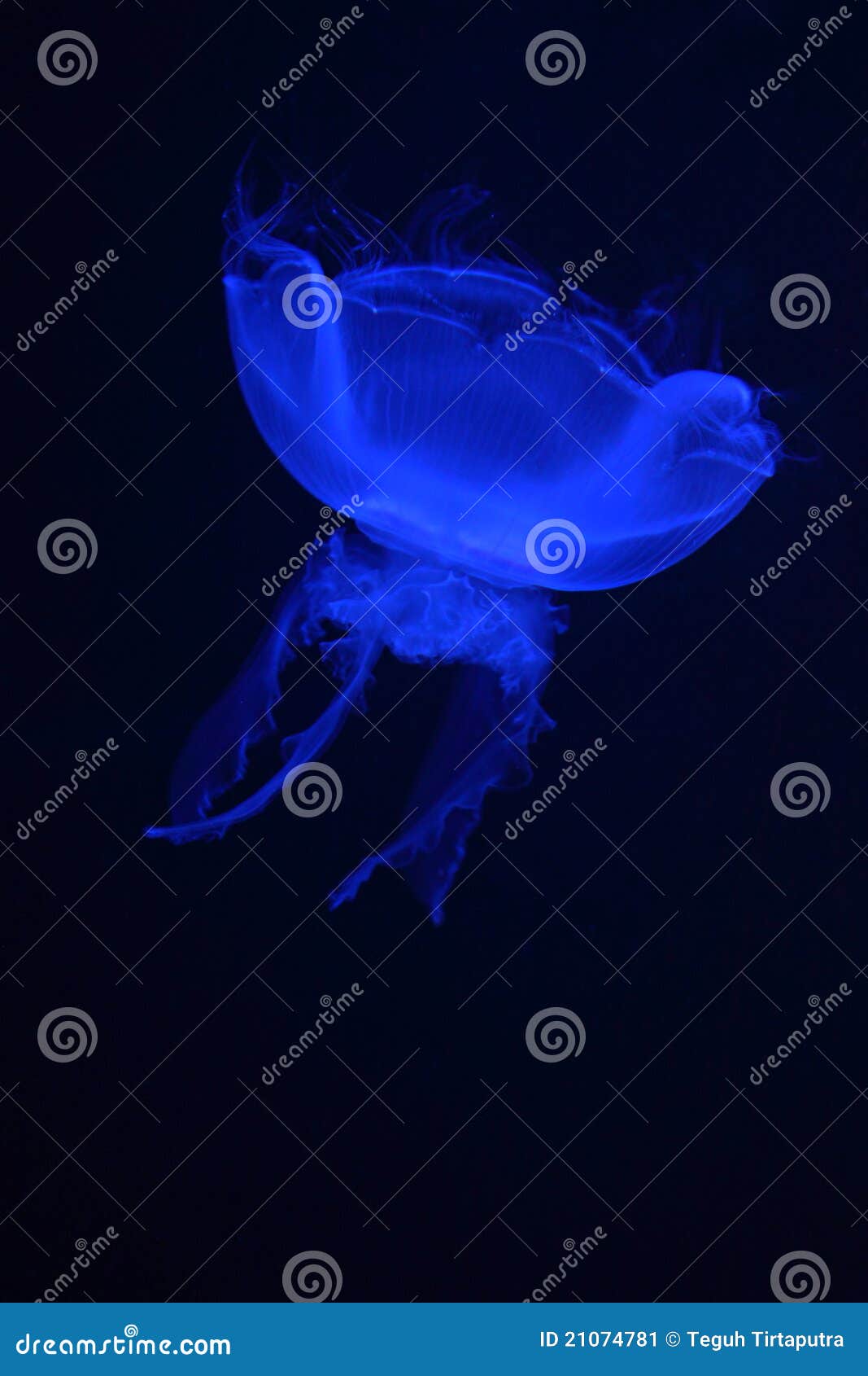 Medusa imagem de stock. Imagem de wildlife, marinho, medusas - 21074781