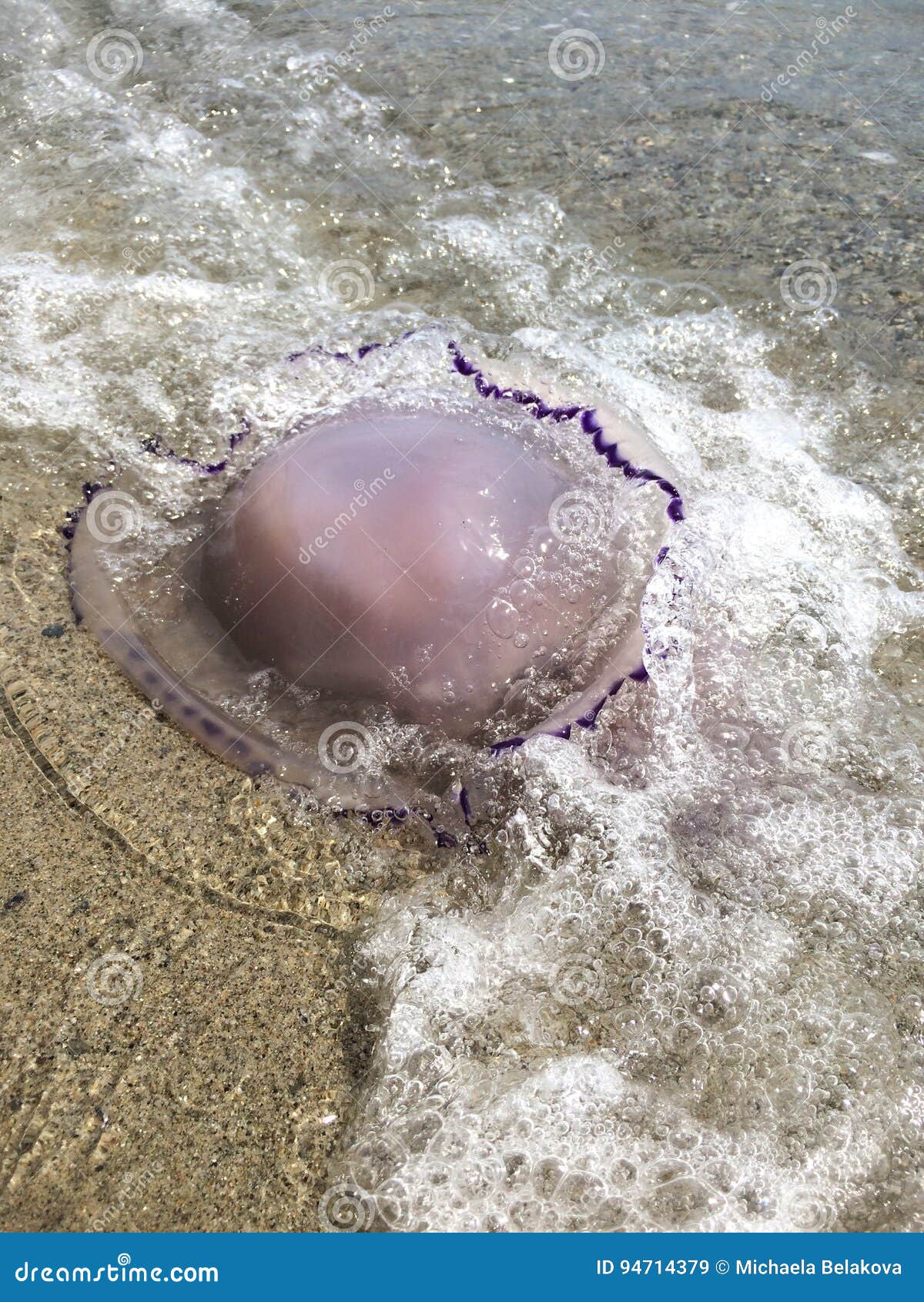 Medusa stock image. Image of italy, calabria, animals - 94714379