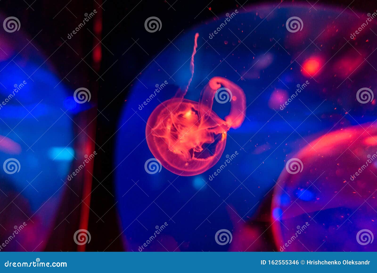 Medusa Backlit Red Neon Light Stock Photo - Image of jelly, aquarium ...