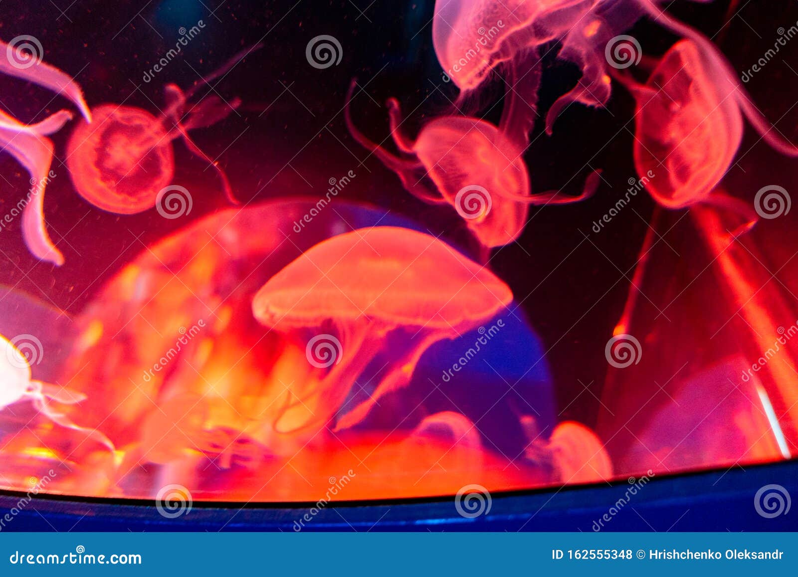 Medusa Backlit Red Neon Light Stock Photo - Image of nature, bright ...
