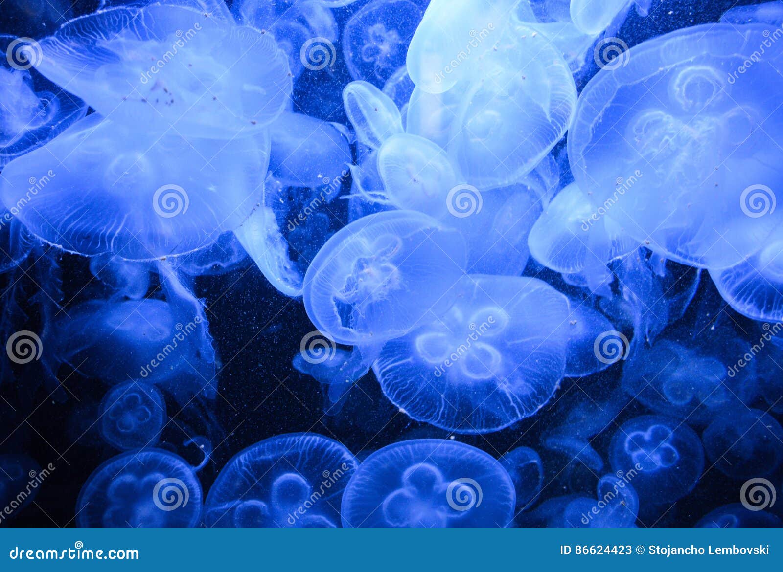 Medusa stock image. Image of venom, medusa, umbrella - 86624423