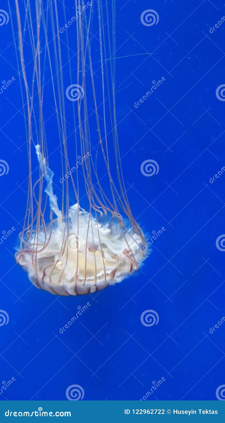 Medusa stock photo. Image of fish, blue, animal, water - 122962722