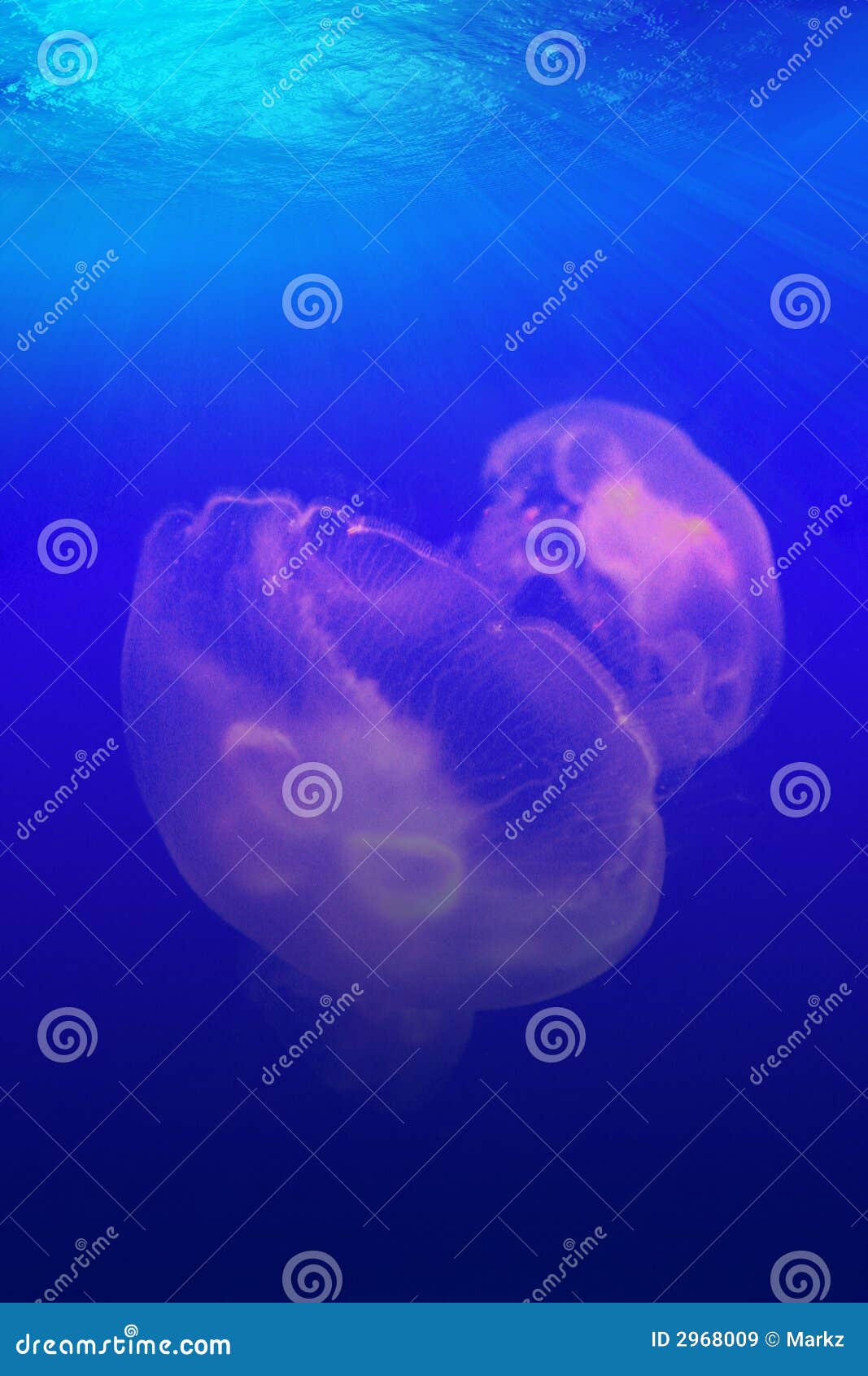 Medusa cor-de-rosa imagem de stock. Imagem de peixes, fundo - 2968009