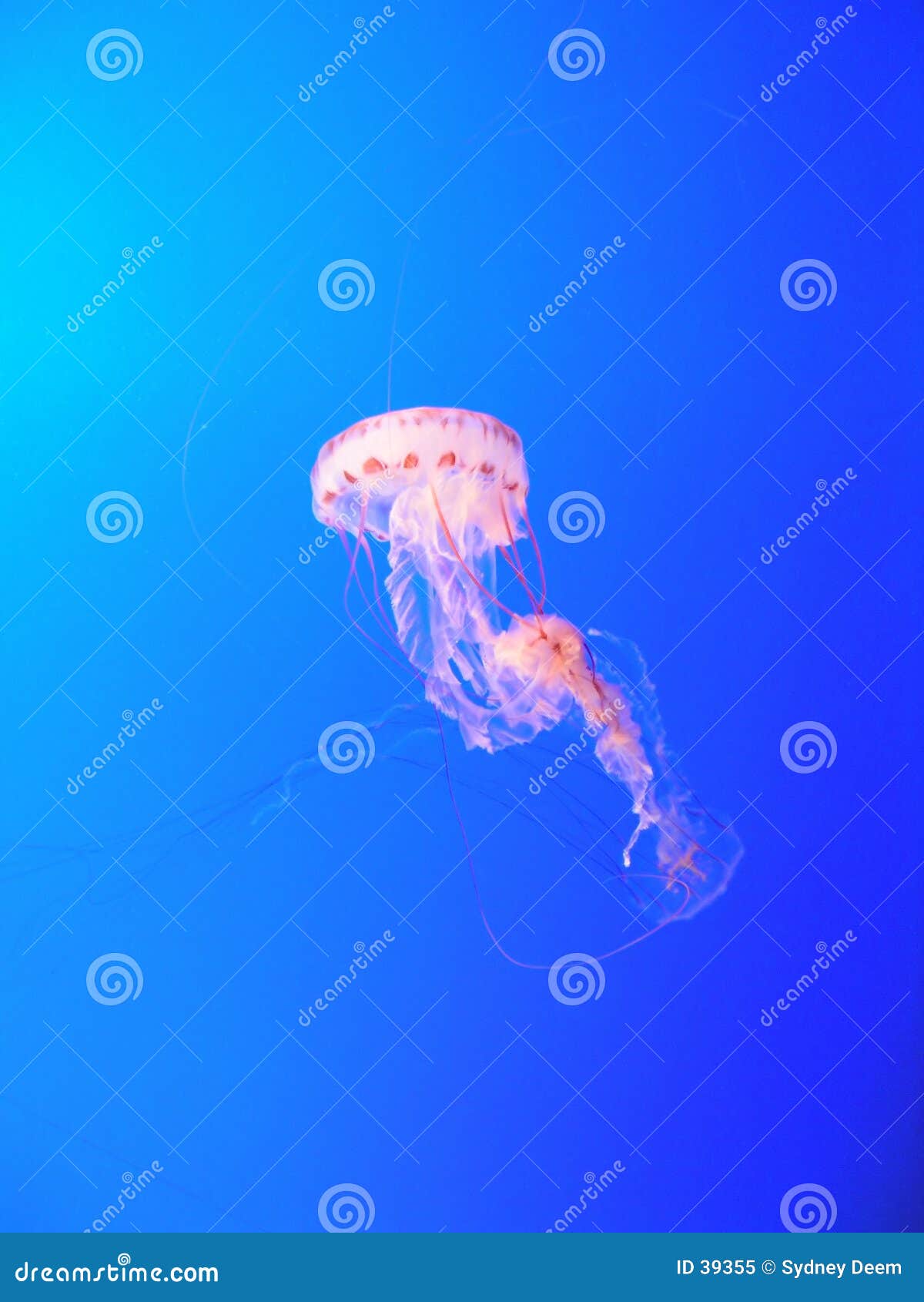 Medusa cor-de-rosa imagem de stock. Imagem de medusas, azul - 39355