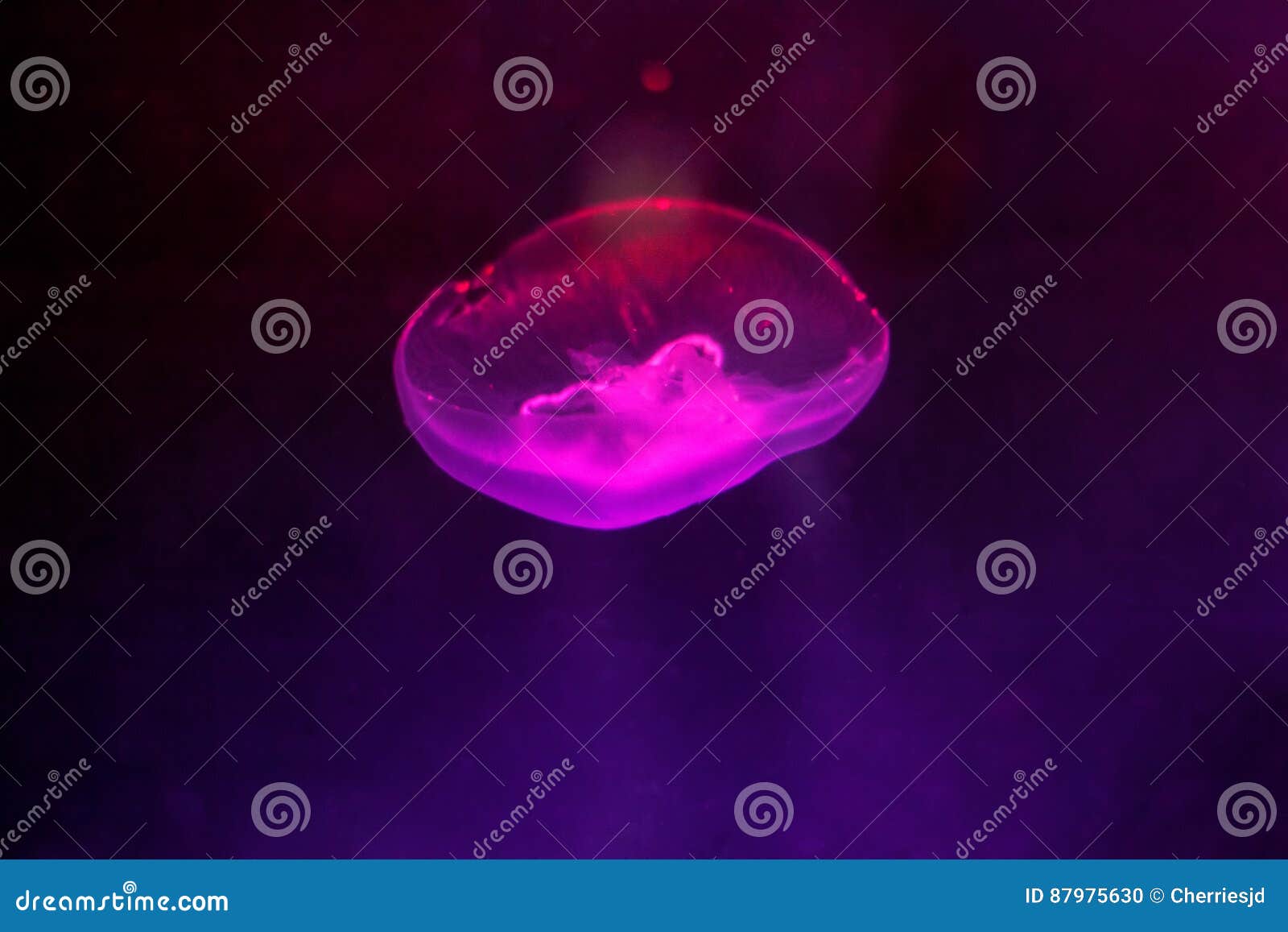 Medusa cor-de-rosa bonitas foto de stock. Imagem de fauna - 87975630