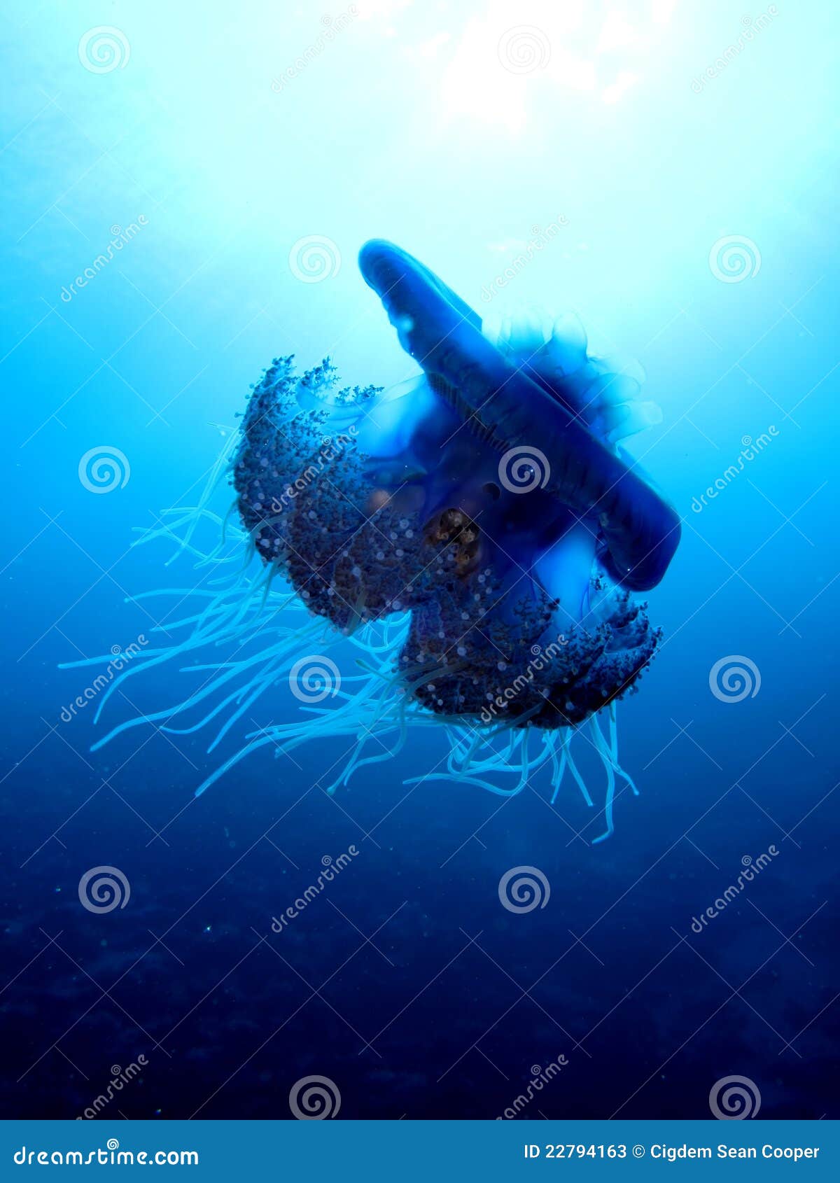 Medusa da couve-flor imagem de stock. Imagem de profundamente - 22794163