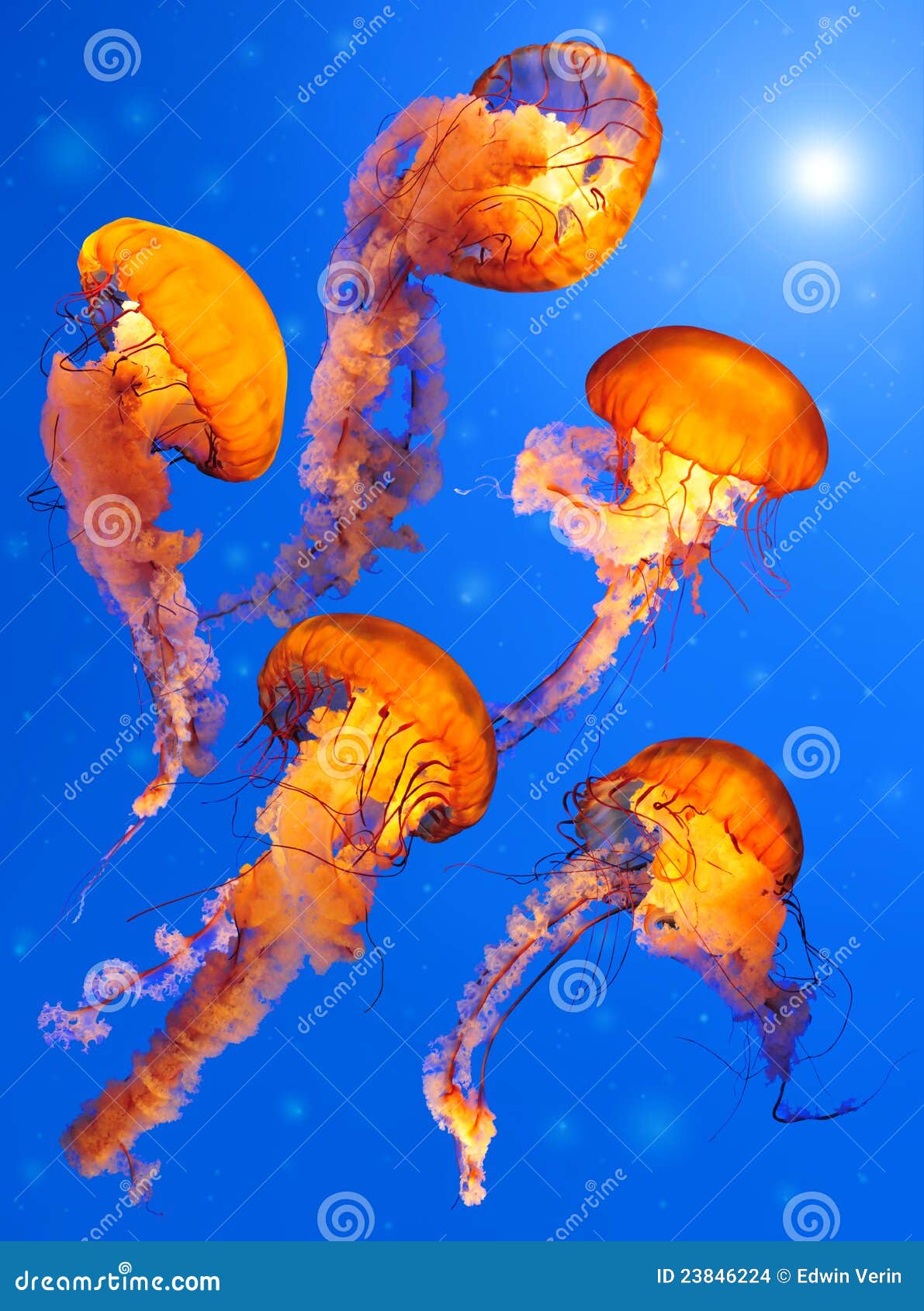 Medusa Da Provocação Do Mar Foto de Stock - Imagem de medusa, marinho ...