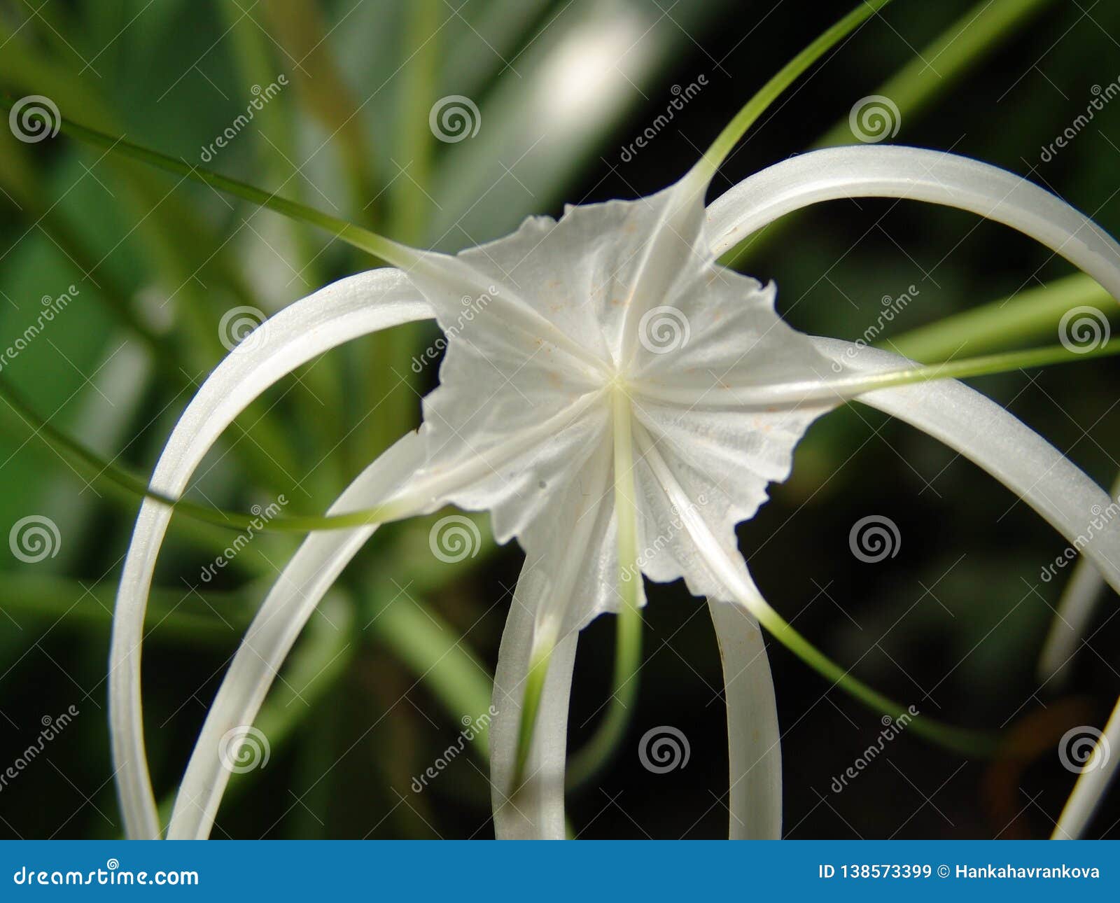 Medusa de la flor imagen de archivo. Imagen de azul - 138573399