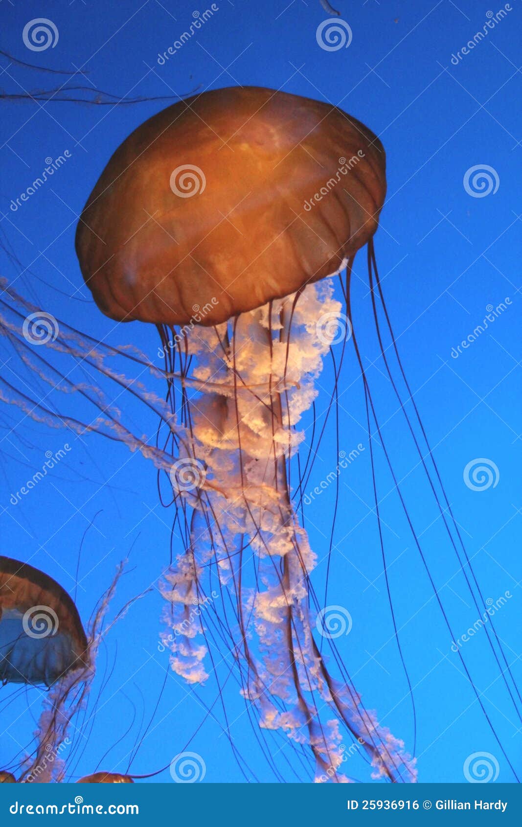 Medusa do mar foto de stock. Imagem de geléia, marinho - 25936916