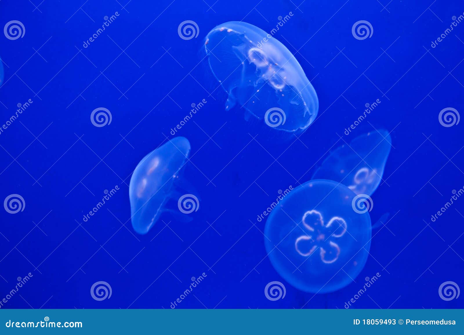 Medusa no azul imagem de stock. Imagem de animal, fundo - 18059493