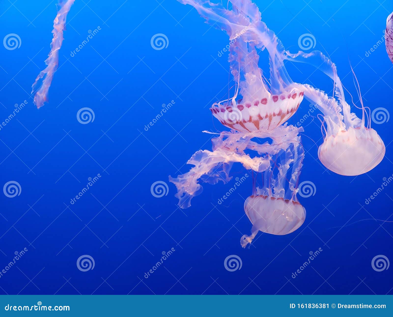 Medusa rosa imagem de stock. Imagem de manchado, medusas - 161836381