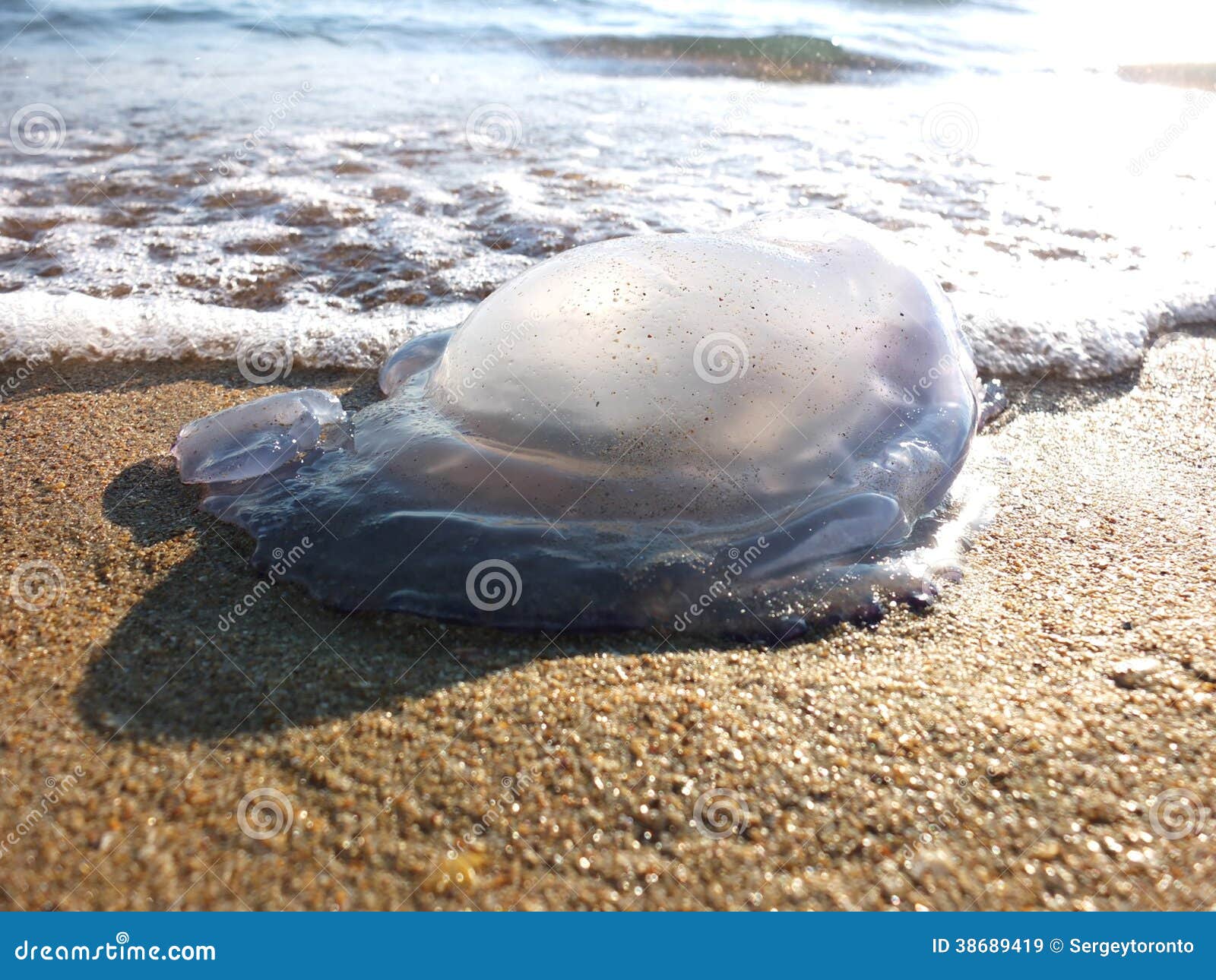 Medusa on the sea shore stock image. Image of jellyfish - 38689419