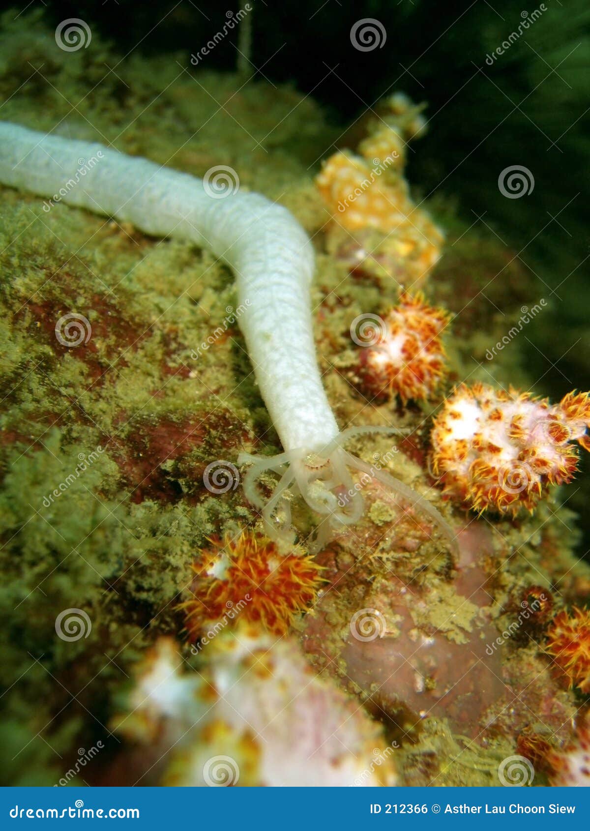 Medusa worm underwater stock photo. Image of water, marine - 212366