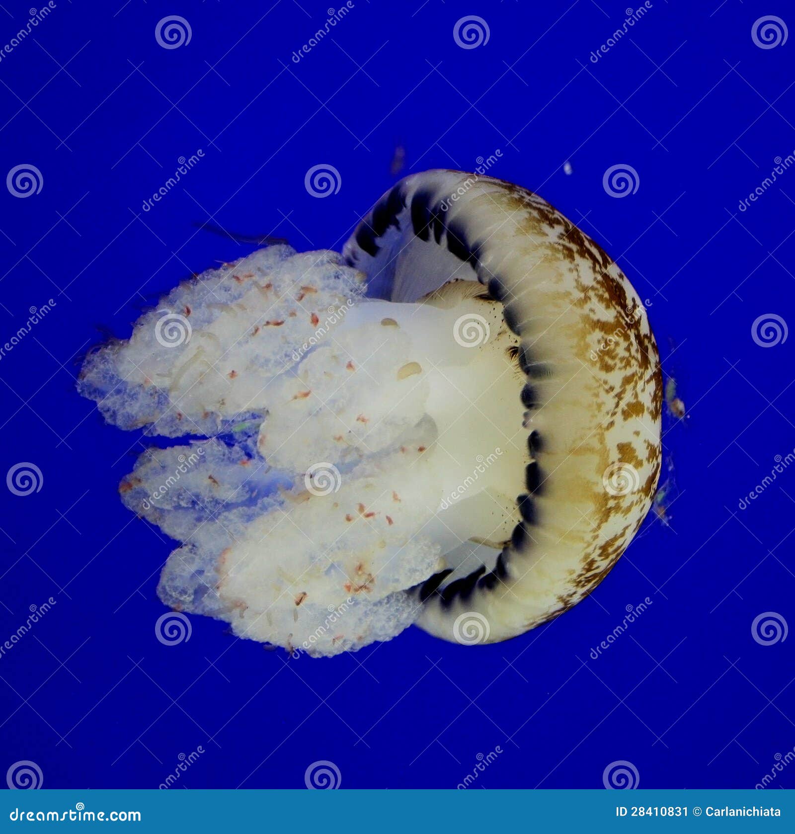 Medusas imagen de archivo. Imagen de cubo, hermoso, fondo - 28410831