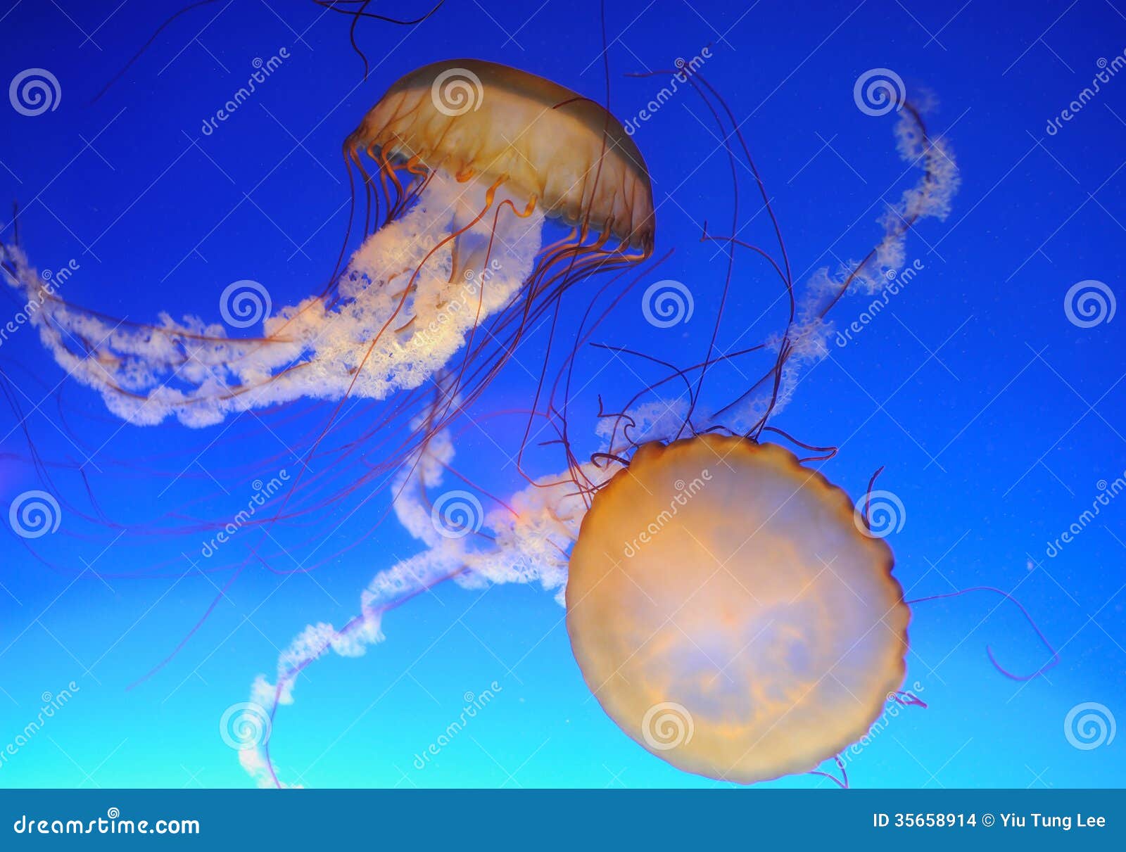 Medusas foto de archivo. Imagen de cubo, medusas, medusa - 35658914