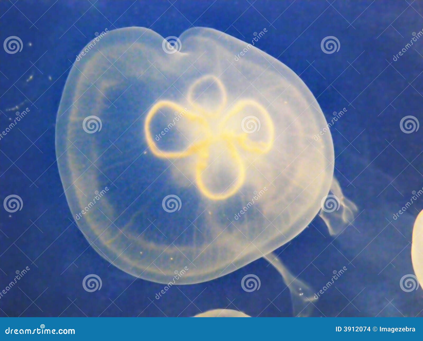 Medusas foto de archivo. Imagen de tanque, organismo, medusas - 3912074