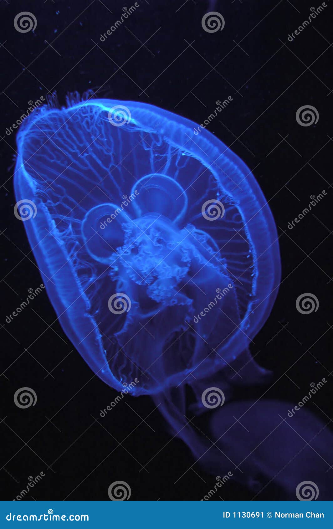 Medusas azules imagen de archivo. Imagen de tanque, mariscos - 1130691