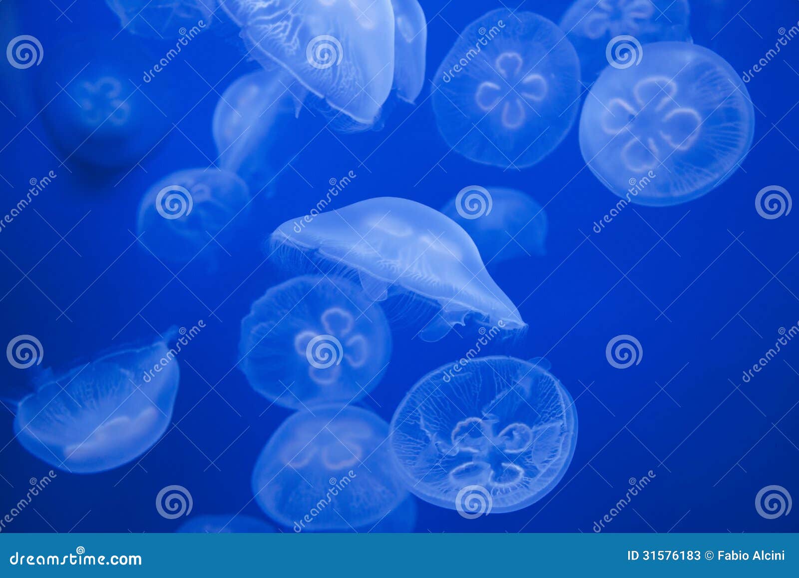 Medusas stock image. Image of medusa, exotic, oceanography - 31576183