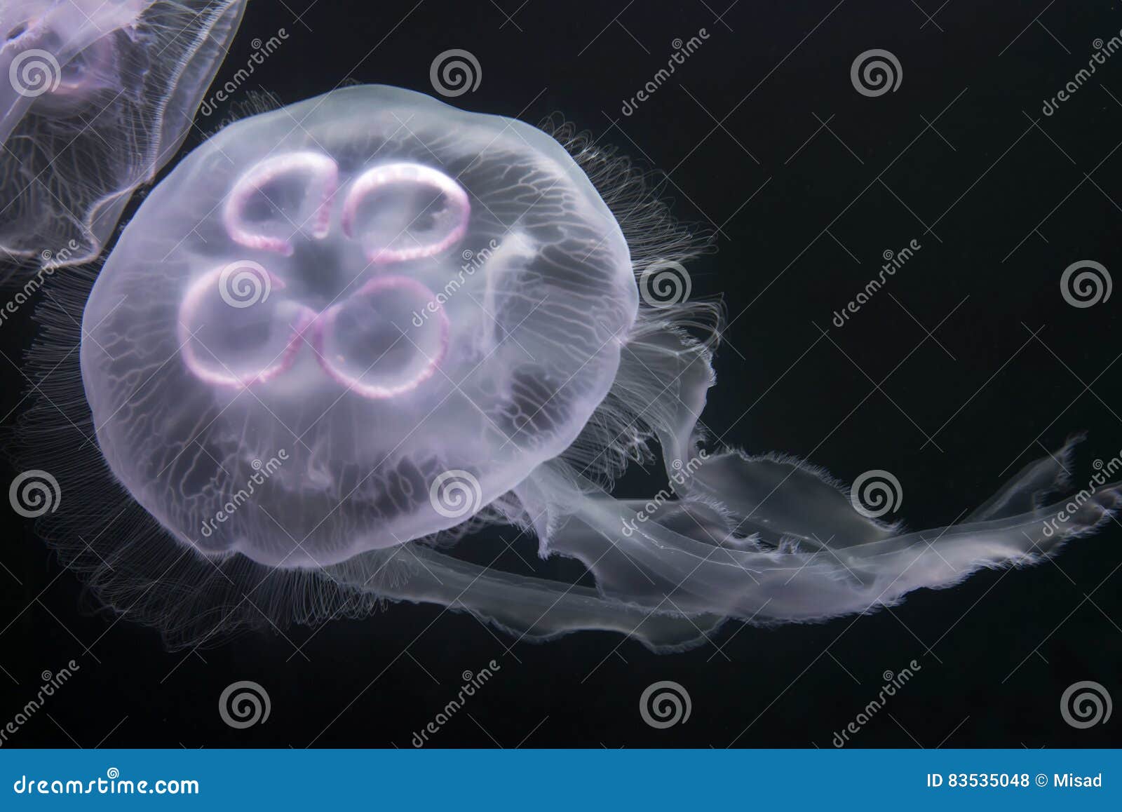Medusas de la luna foto de archivo. Imagen de tapa, océano - 83535048