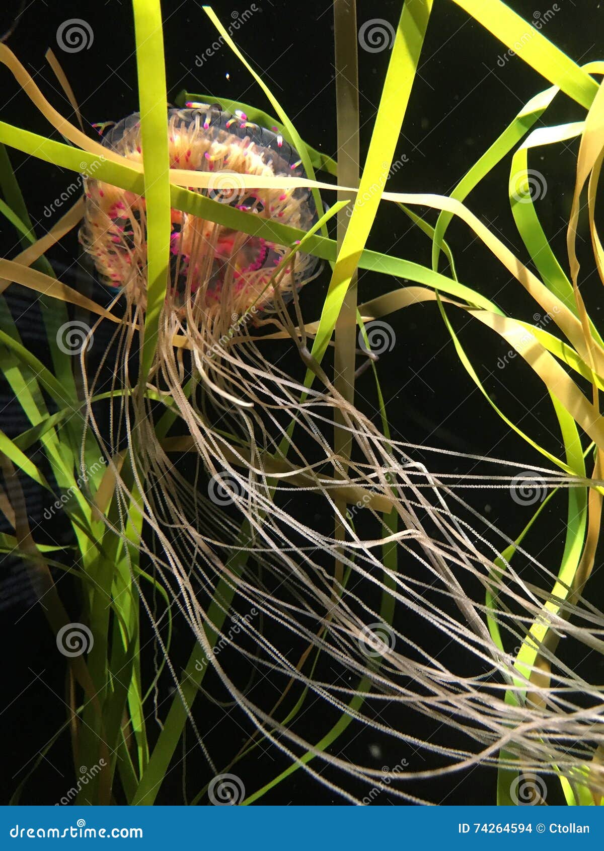 Medusas Del Sombrero De La Flor Foto de archivo - Imagen de medusas ...