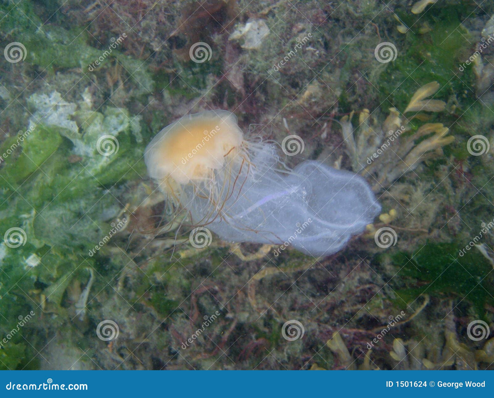 Medusas Que Comen Medusas Imagen. Imagen: 1501624