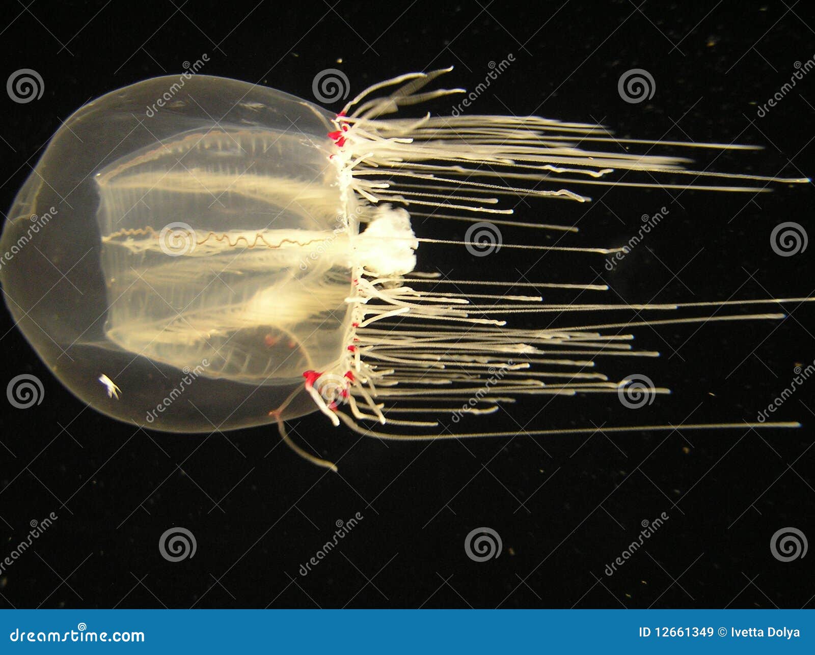 Medusas transparentes imagen de archivo. Imagen de vuelo - 12661349